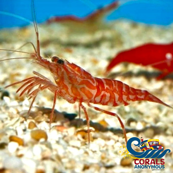Red Striped Cleaner Shrimp | Corals Anonymous