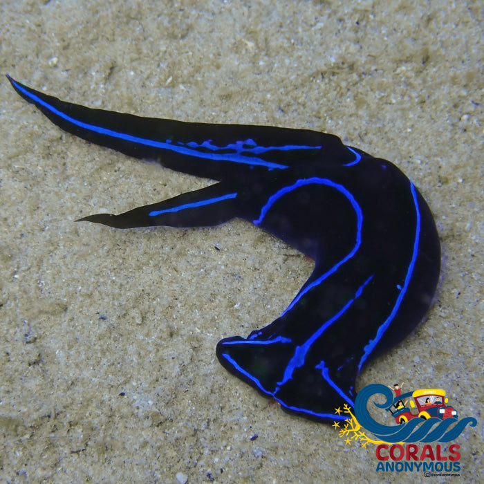 Blue Velvet Sea Slug Nudibranch (Flatworm Eater) | Corals Anonymous