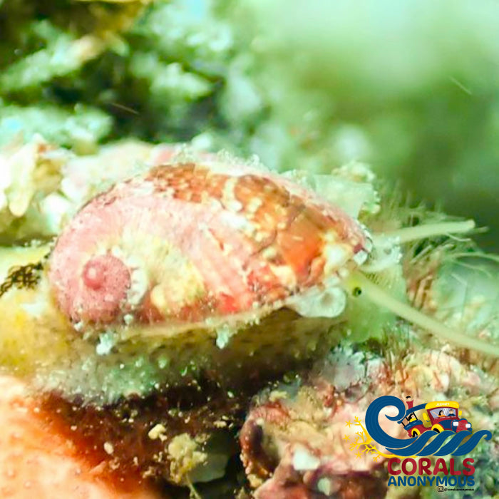Stomatella Snail (Self Reproducing) (Special Deal!) | Corals Anonymous