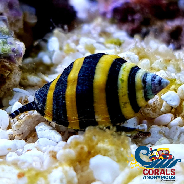 Bumble Bee Snails (Pack of 5) | Corals Anonymous