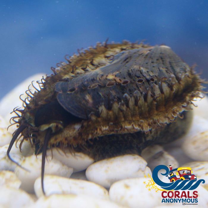 Abalone Snail (Algae Eater)