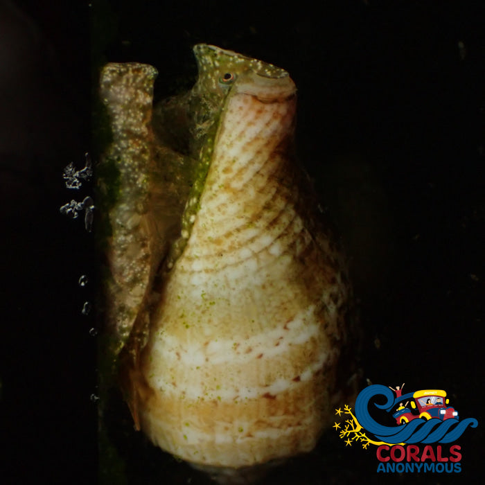 Little Pitcher Conch Snail