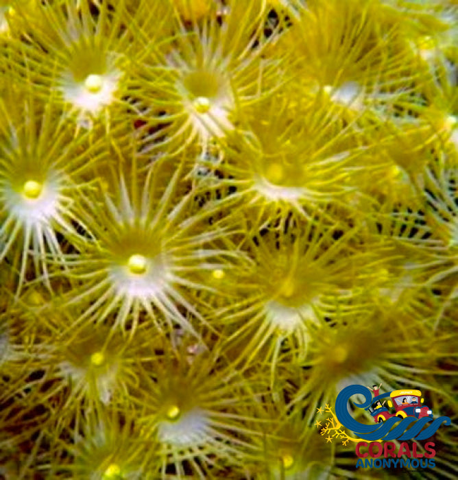 Yellow Star Polyp (Parazoanthus) (3-5 Polyps) | Corals Anonymous