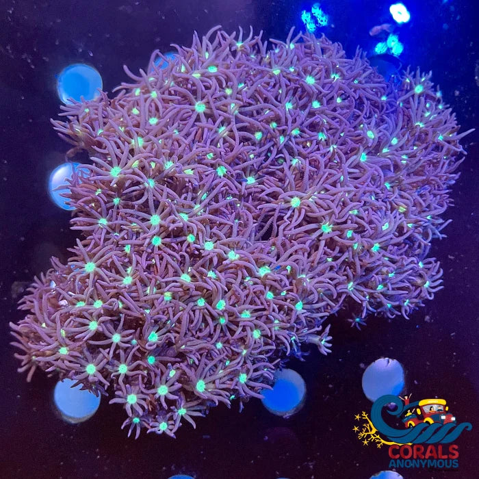 Purple Star Polyp (1” frag) | Corals Anonymous