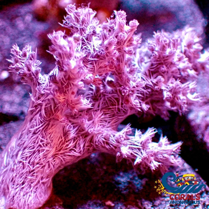 ECC Koji Wada Pink Nephthea Soft Coral | Corals Anonymous