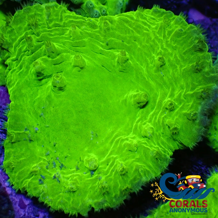 Neon Glowstick Cabbage Leather Soft Coral (Special Deal!) | Corals ...
