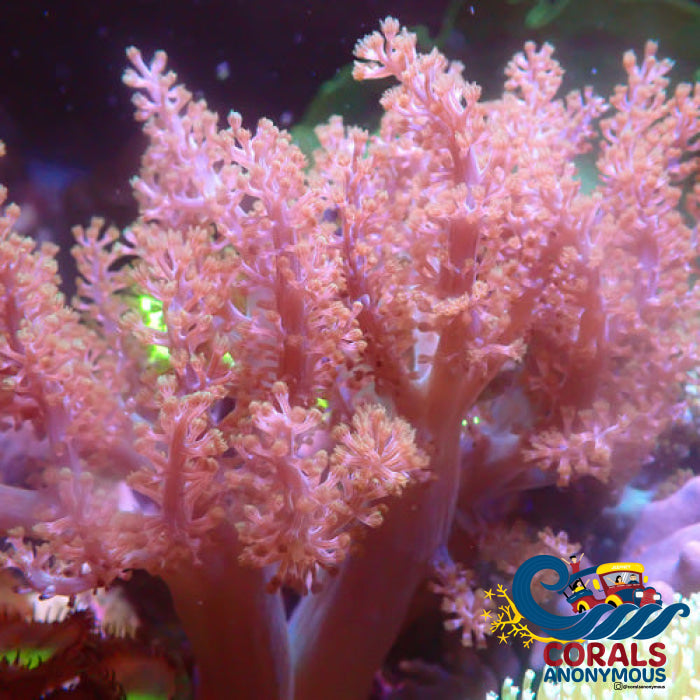 Pink Kenya Tree Soft Coral