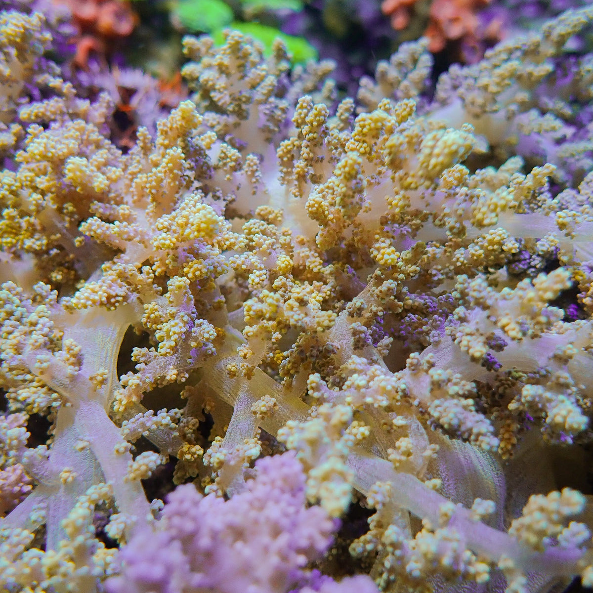 CA Ultra Rainbow Nephthea Tree Soft Coral | Corals Anonymous