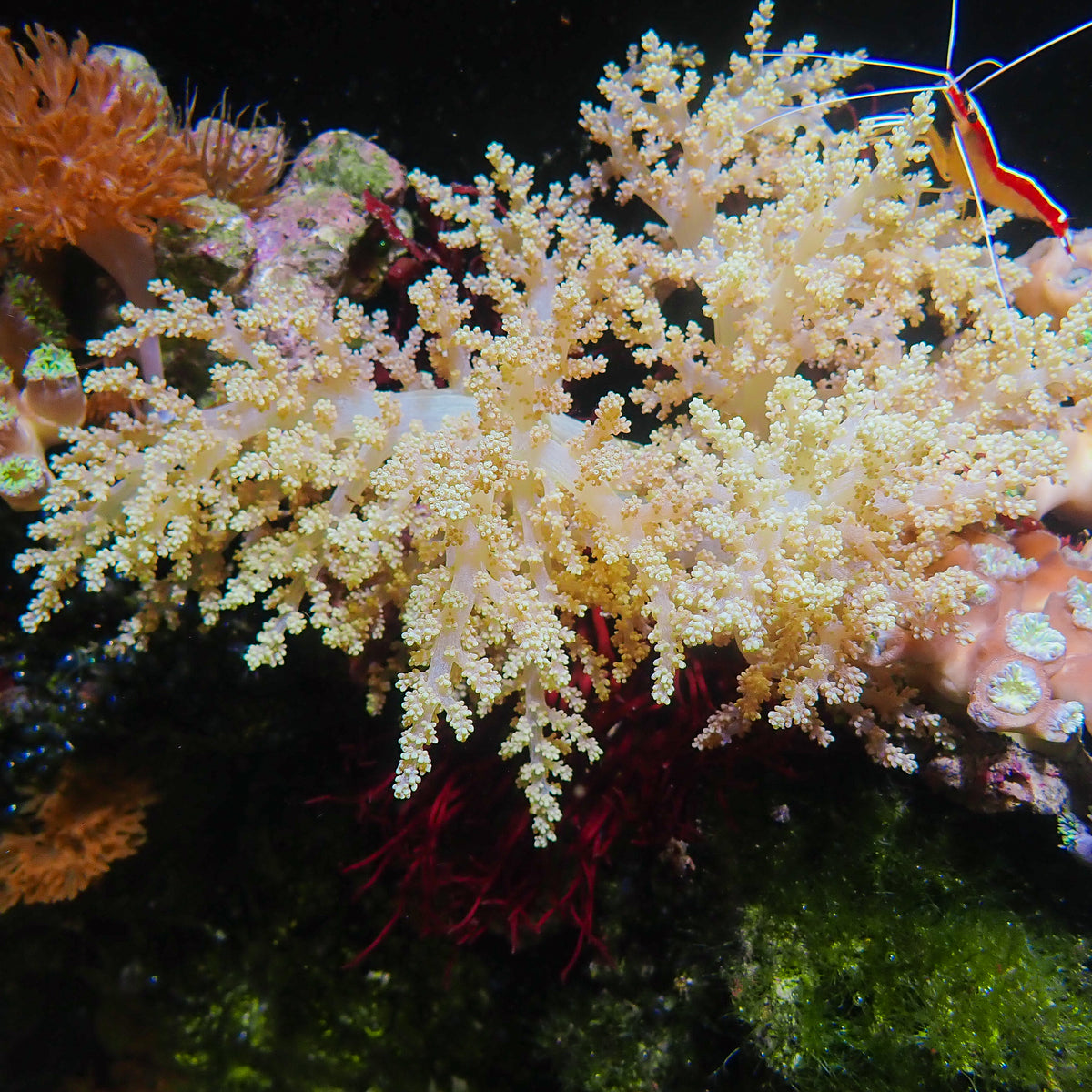CA Champagne Bonsai Nephthea Tree Soft Coral (Rare) | Corals Anonymous