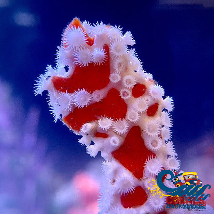 Aussie Spider Sponge | Corals Anonymous