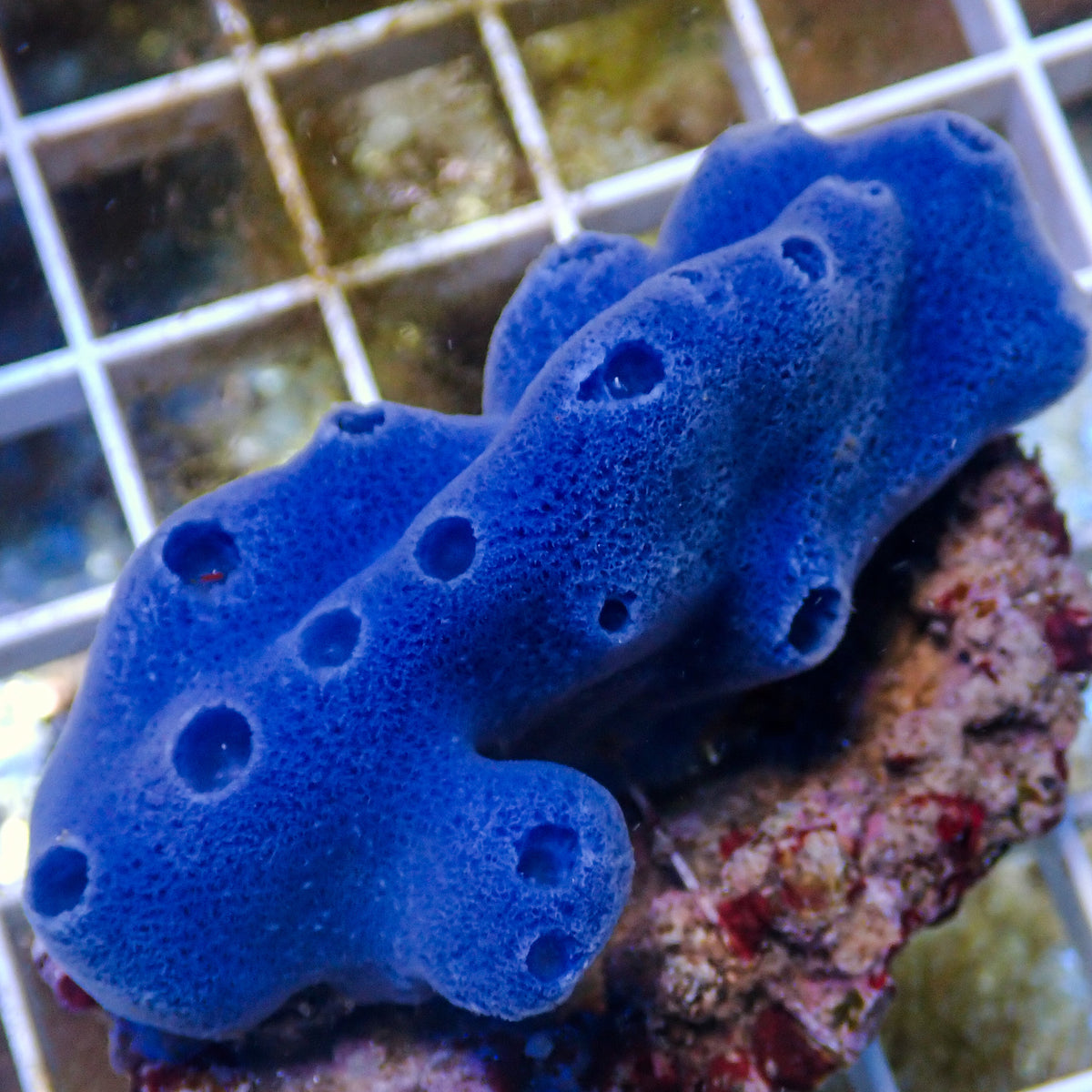 Sapphire Blue Sponge Colony (1-3”) | Corals Anonymous