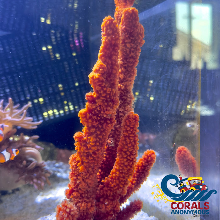Red Tree Sponge Colony | Corals Anonymous