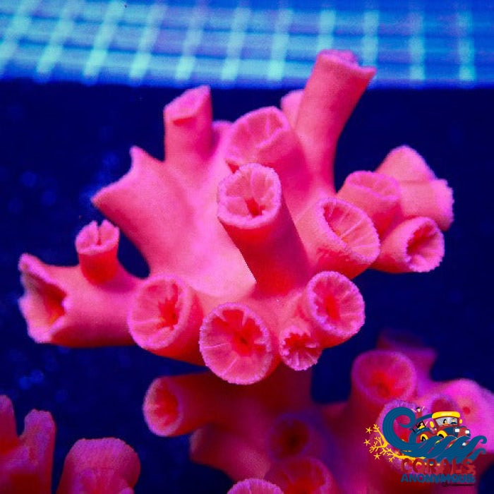 Dendrophyllia Branching Red Sun Coral (15+ Polyps) | Corals Anonymous