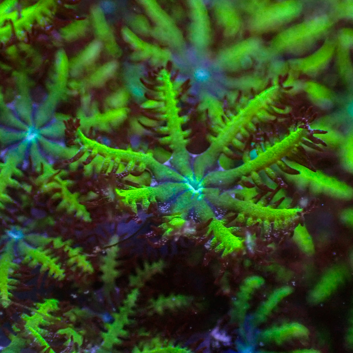 Blue & Green Sympodium (0.5-1”) | Corals Anonymous