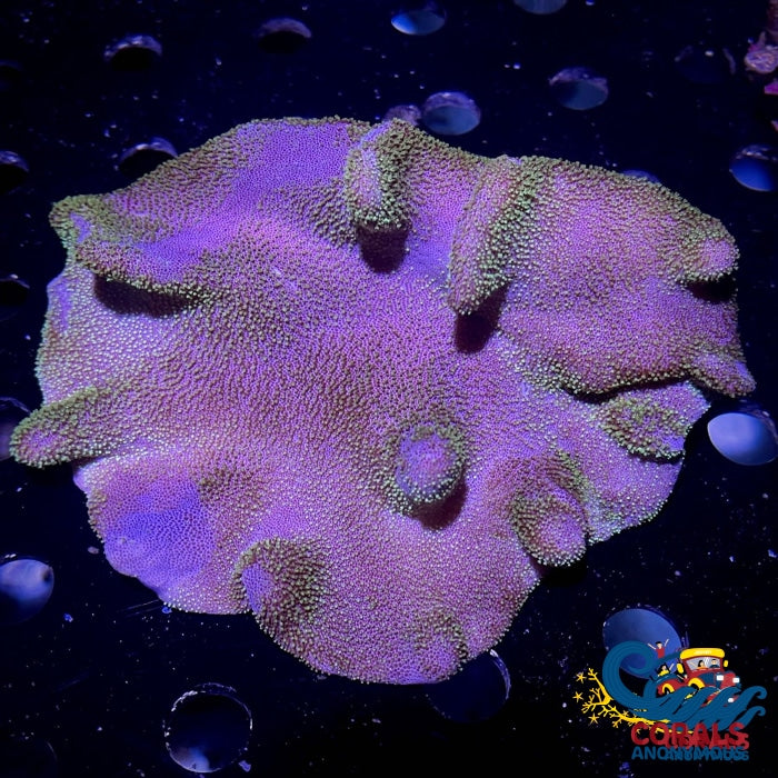 Purple Million Devil's Hand Toadstool Leather | Corals Anonymous