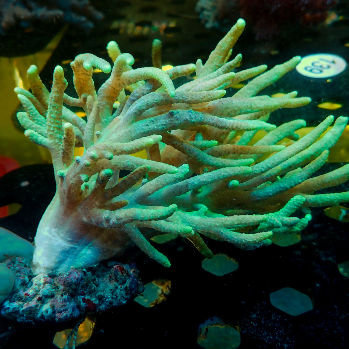Green Spaghetti Finger Leather Toadstool Sinularia | Corals Anonymous