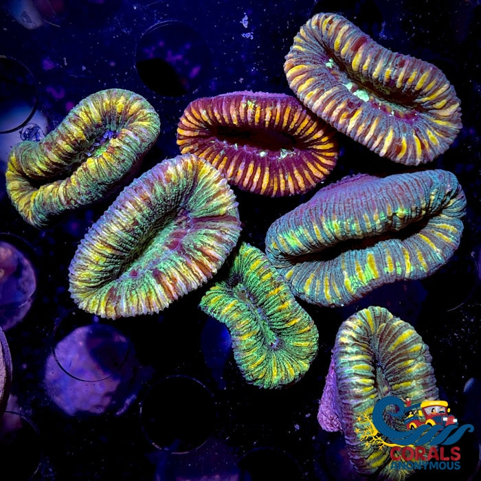 Aussie Multicolor Mini Trachy (1.5-2”) | Corals Anonymous