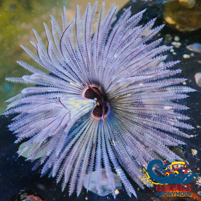Giant Purple Snow Feather Duster Fan Worm (1.5-2.5") | Corals Anonymous