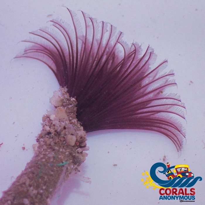 Royal Purple Feather Duster Fan Worm | Corals Anonymous