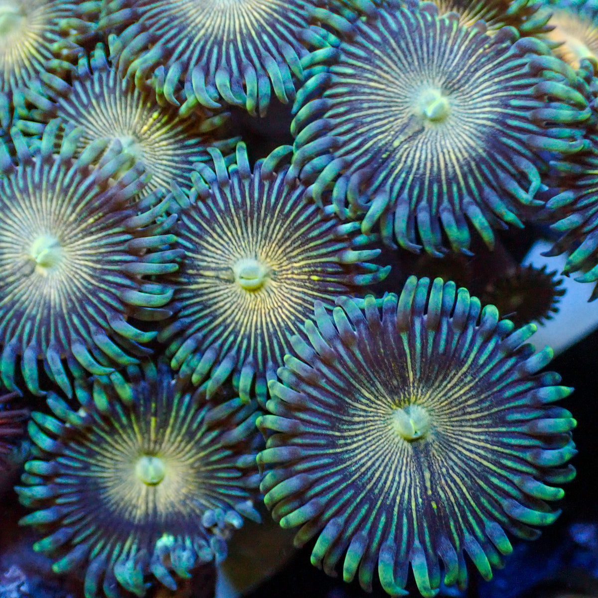 Nebula Giant Paly (5-10 Polyps colony) | Corals Anonymous