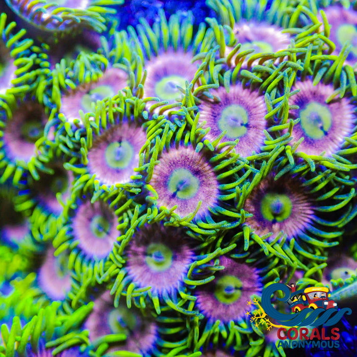 Pink Shamrock Zoa (5-8 Polyps colony)