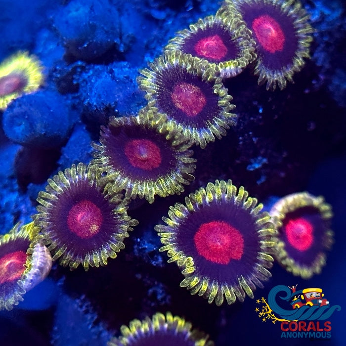 Red Dragon Eye Zoa (2-3 Polyps)