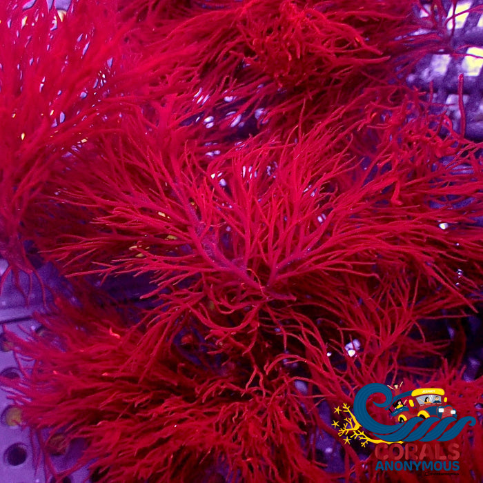 Fire Silk Macroalgae | Corals Anonymous