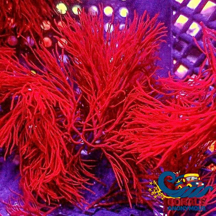 Fire Silk Macroalgae | Corals Anonymous