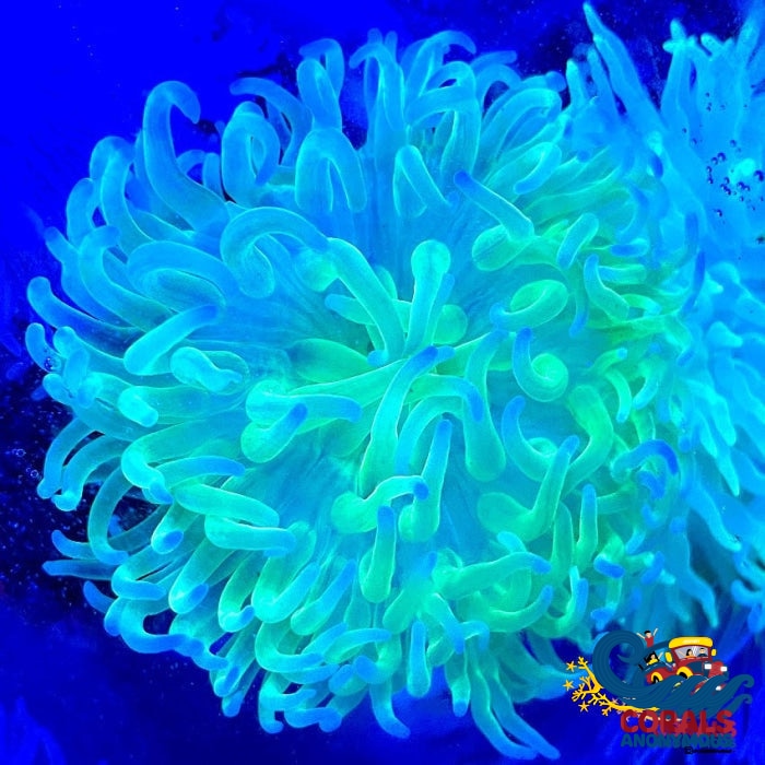 Ghost Green Long Tentacle Anemone | Corals Anonymous