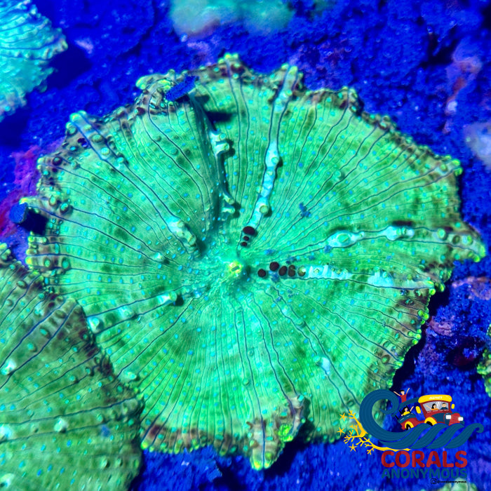 Green Discosoma Mushroom | Corals Anonymous