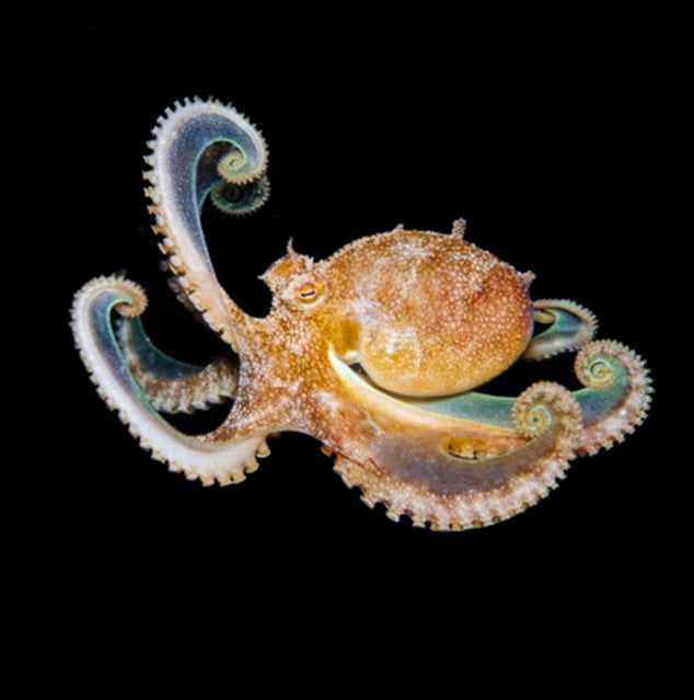Prickly Octopus (Abdopus aculeatus)