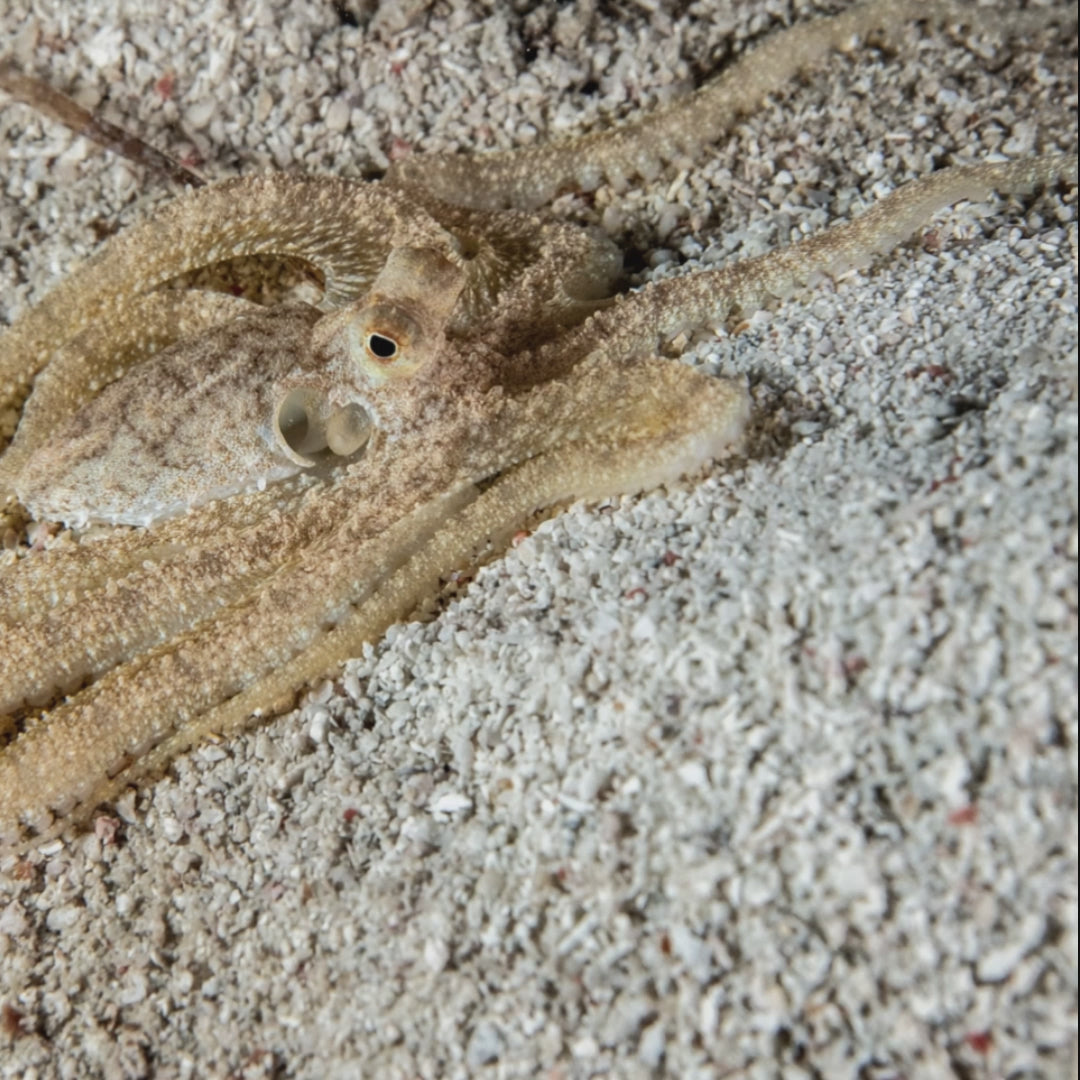 Prickly Octopus (Abdopus aculeatus) | Corals Anonymous