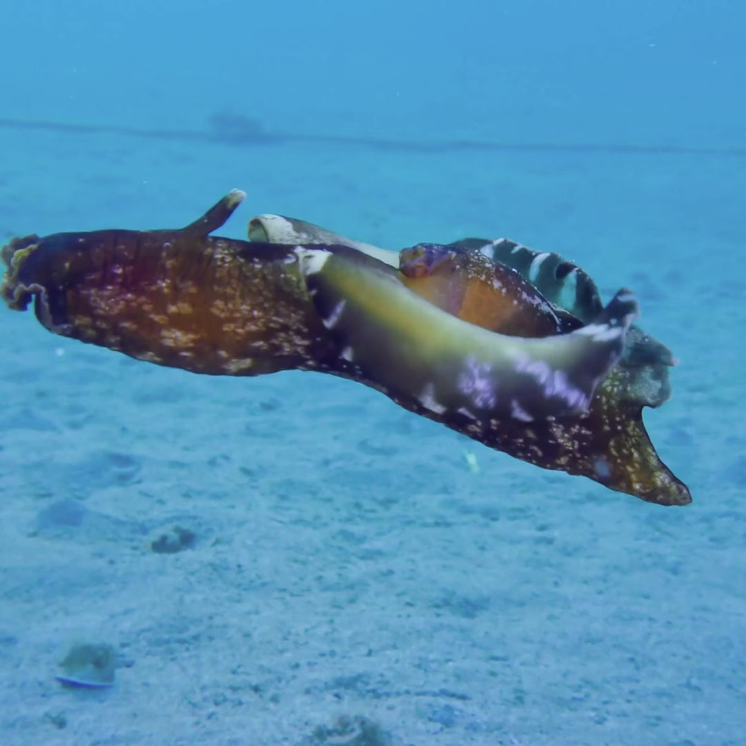 Winged Sea Hare (Algae Eater) | Corals Anonymous