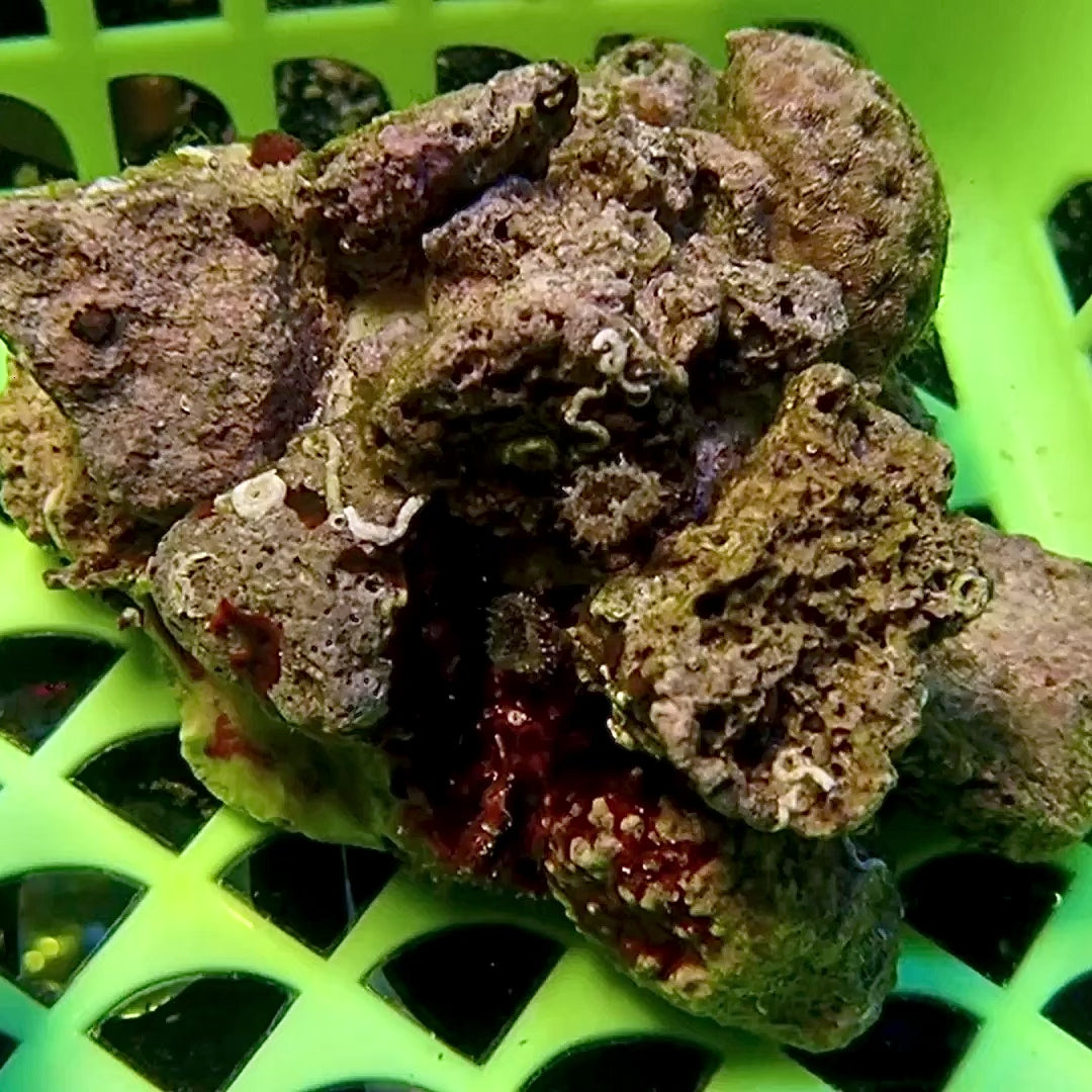 Rare Carrier Snail (2-4") | Corals Anonymous