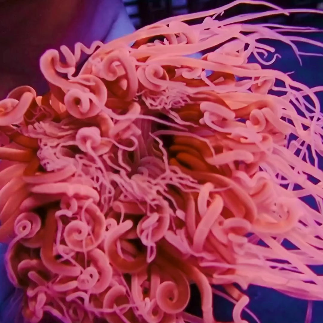 Neon Sherbet Pink Tube Anemone | Corals Anonymous
