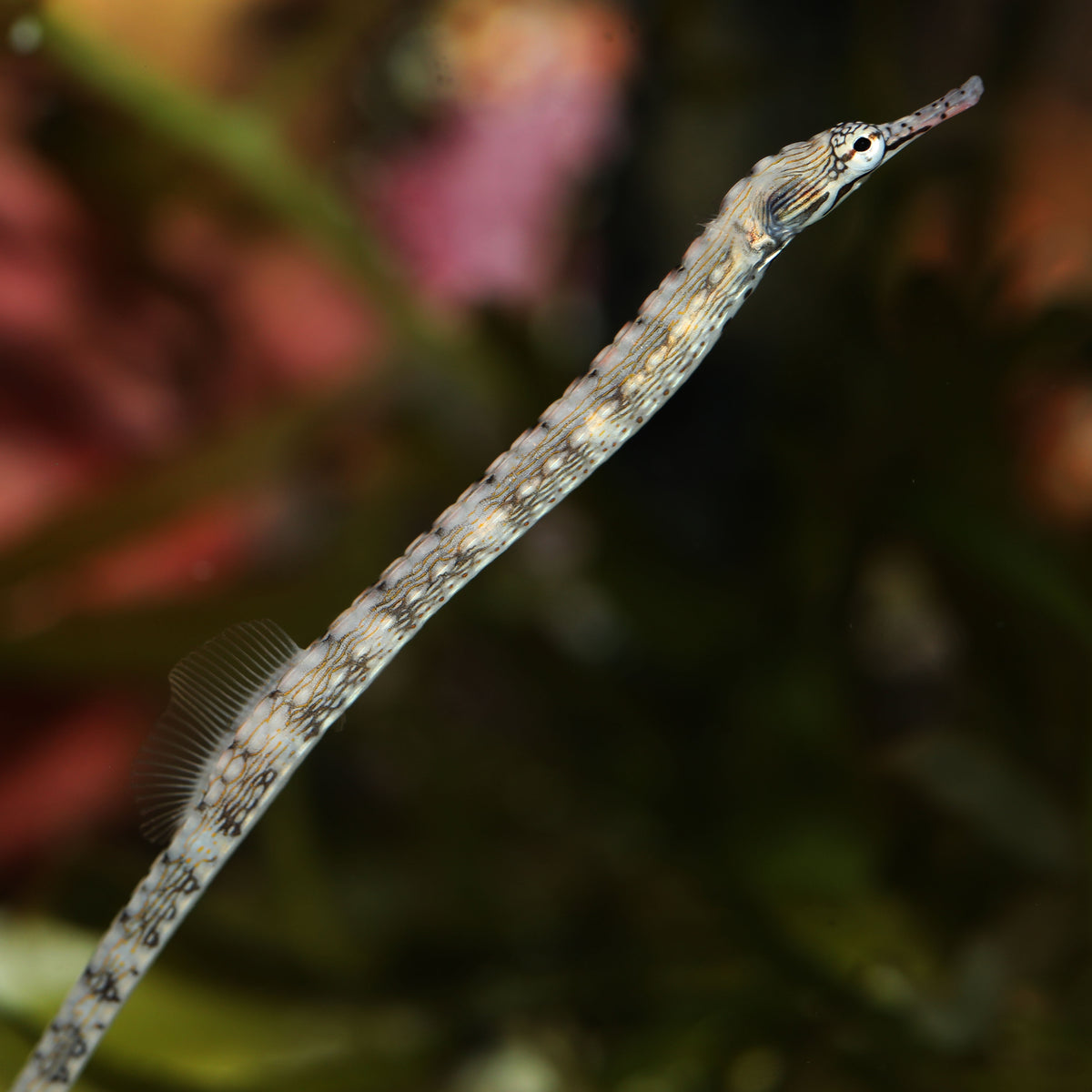 Common Pipefish (3-5") | Corals Anonymous