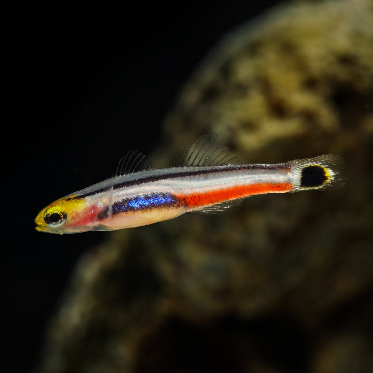 Pygmy Dart Dwarf Goby (Aioliops Metastigma) | Corals Anonymous