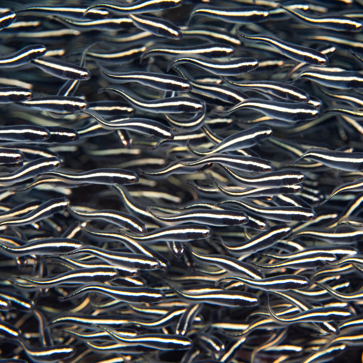 Engineer Goby