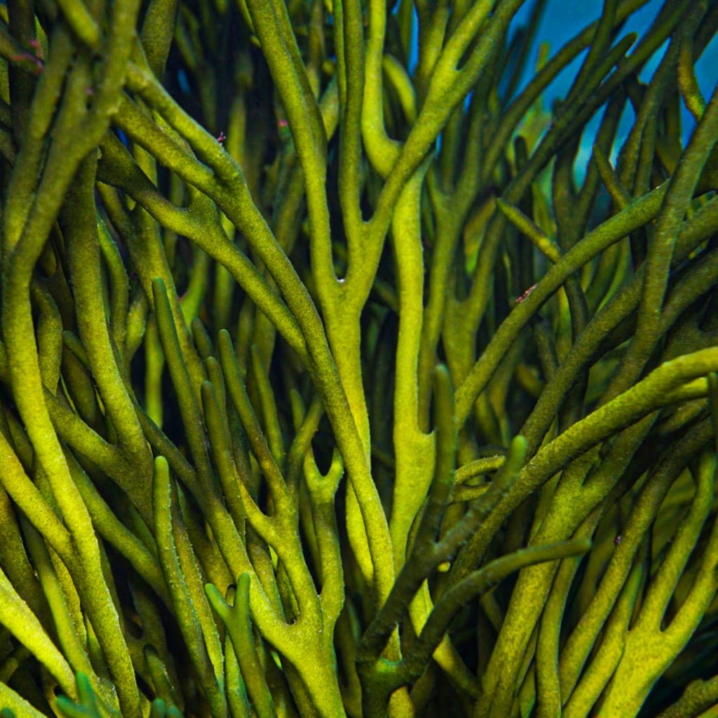Codium Green Seaweed Macroalgae