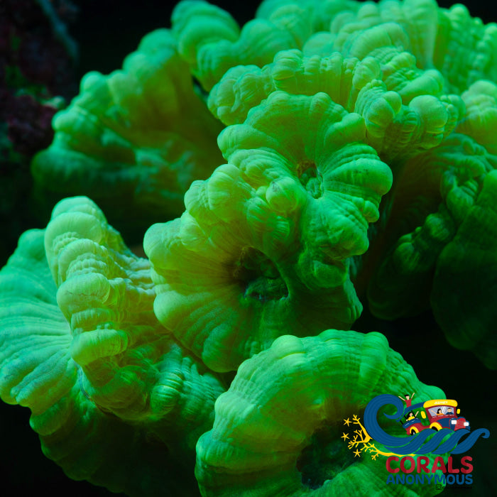 Kryptonite Candy Cane – Unique LPS Coral Variety