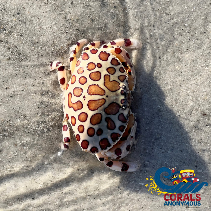 Calico crab (3-4”) | Corals Anonymous