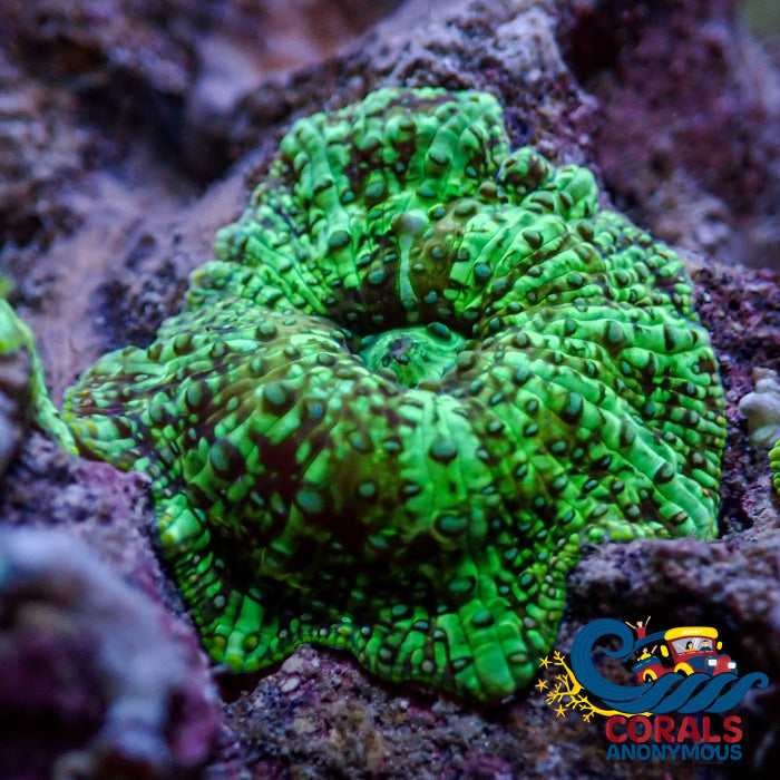 Teal Spotted Green Discosoma Mushroom | Corals Anonymous