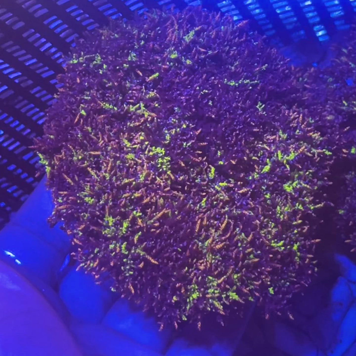 Ultra Rainbow Hell Fire Anemone | Corals Anonymous