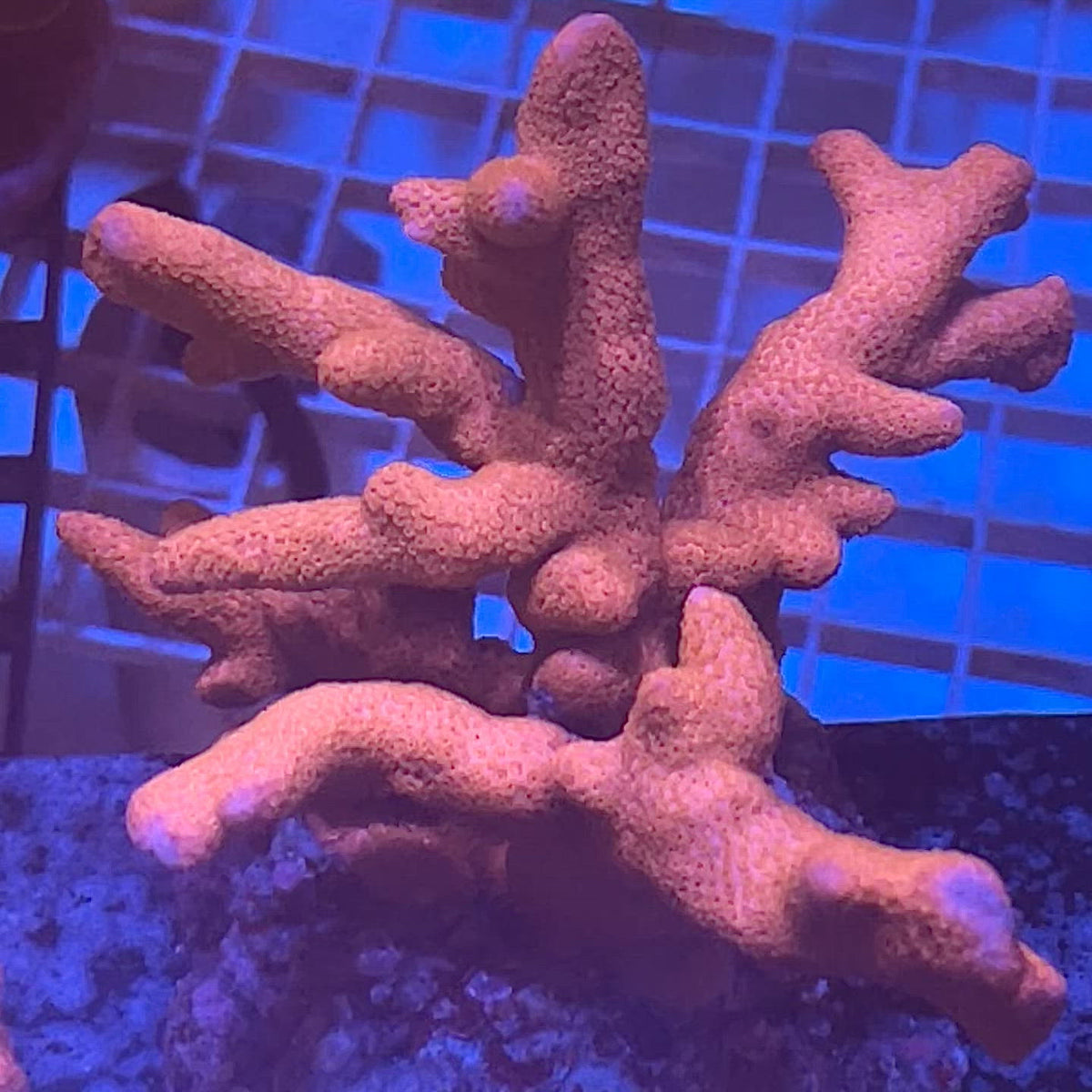Orange Digitata Montipora SPS (0.5-1” Frag) | Corals Anonymous