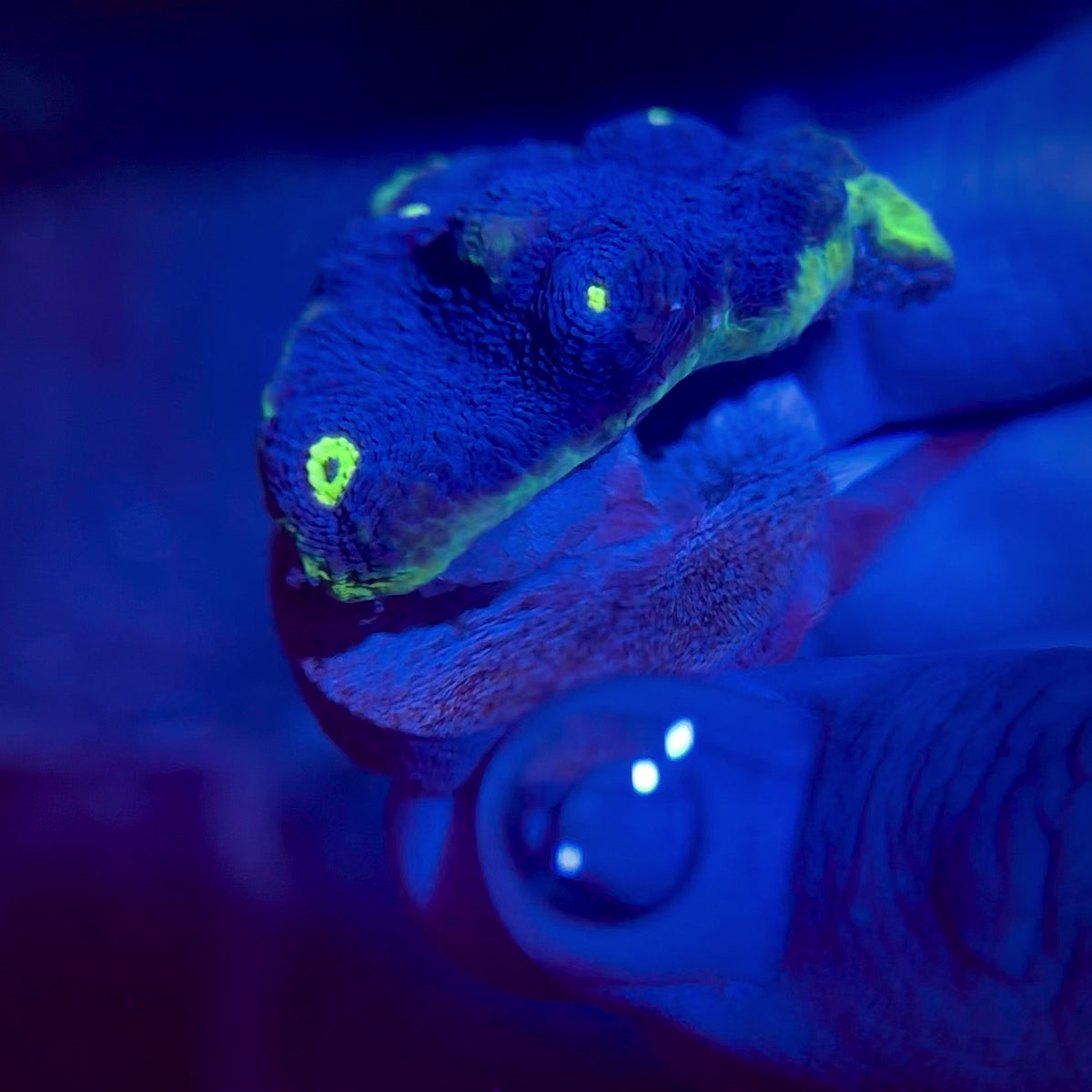 Alien Warfare Chalice (1-2” Frag) | Corals Anonymous