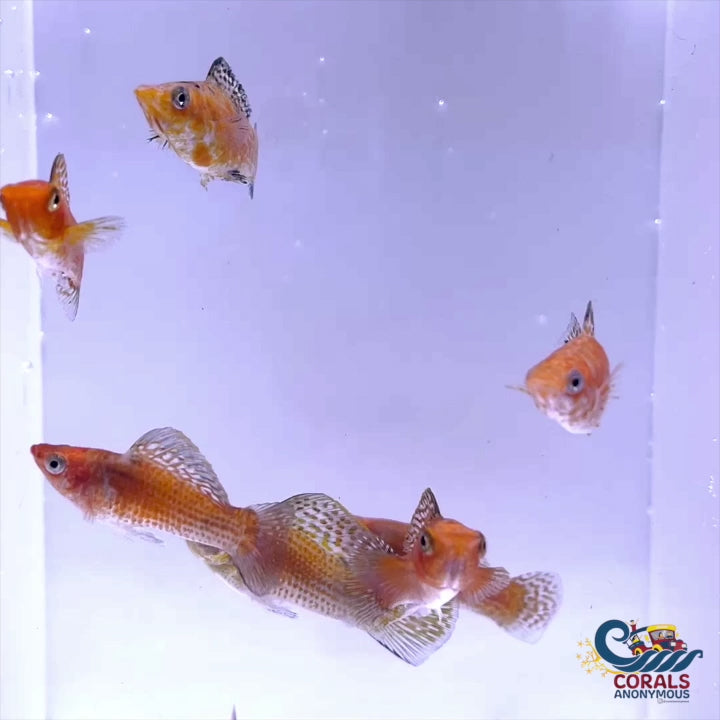 Saltwater Sunset Red Molly (Great Algae Eaters) | Corals Anonymous